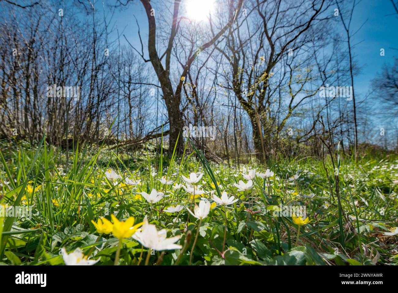 Swedish spring flowers hi-res stock photography and images - Alamy