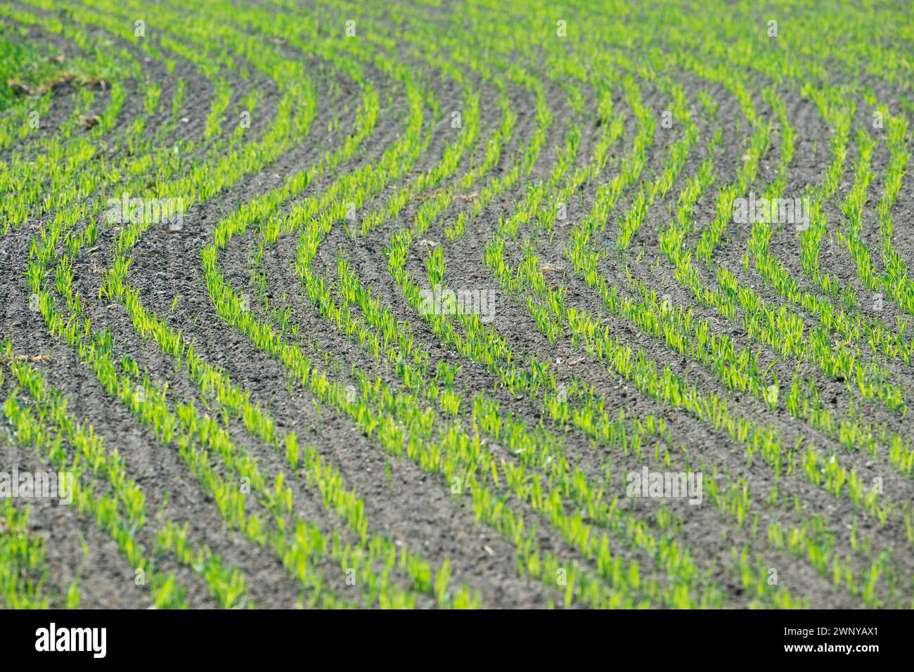 Spring sowing hi-res stock photography and images - Alamy