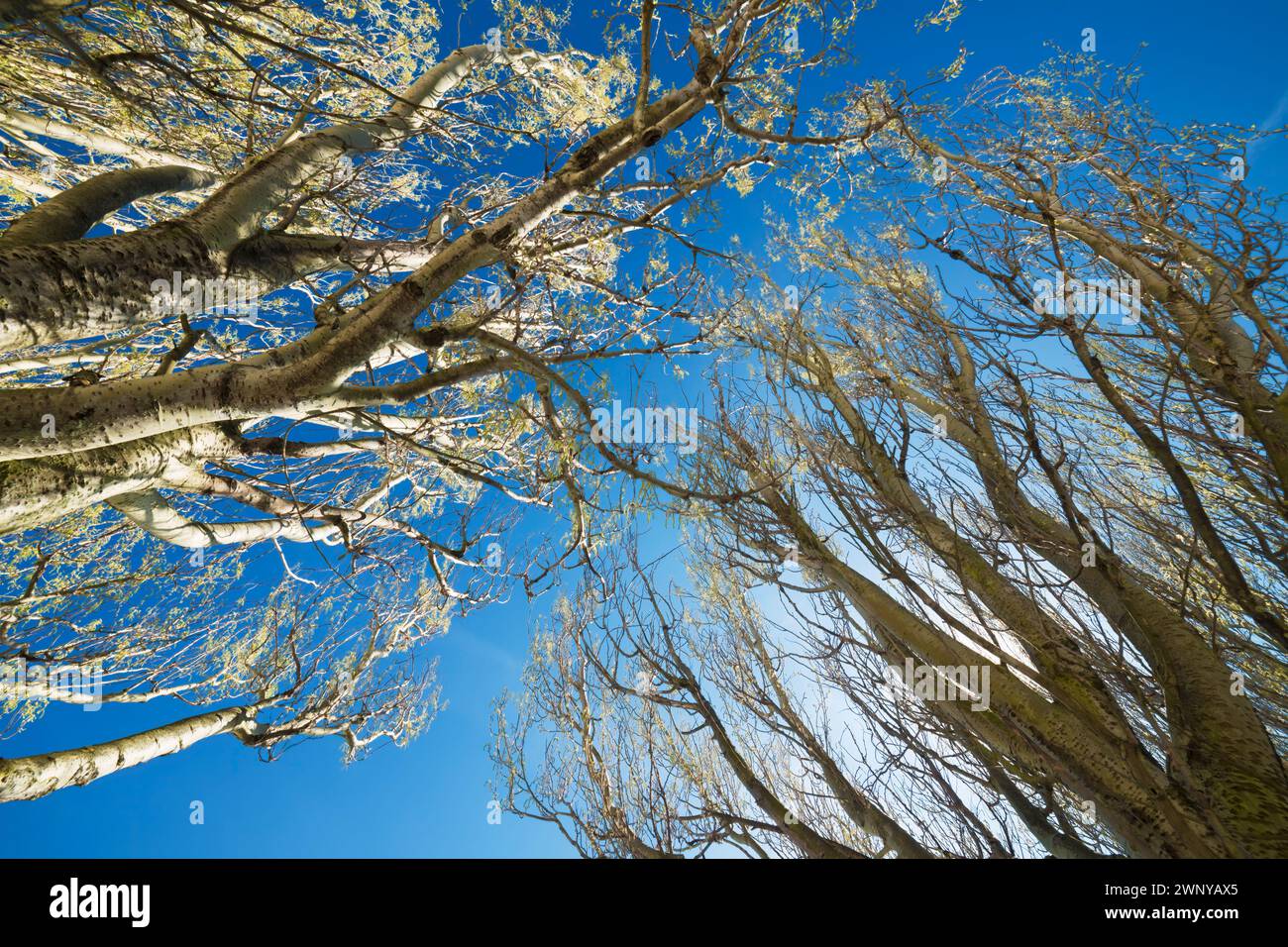 View from below into the crown of the tree hi-res stock photography and ...