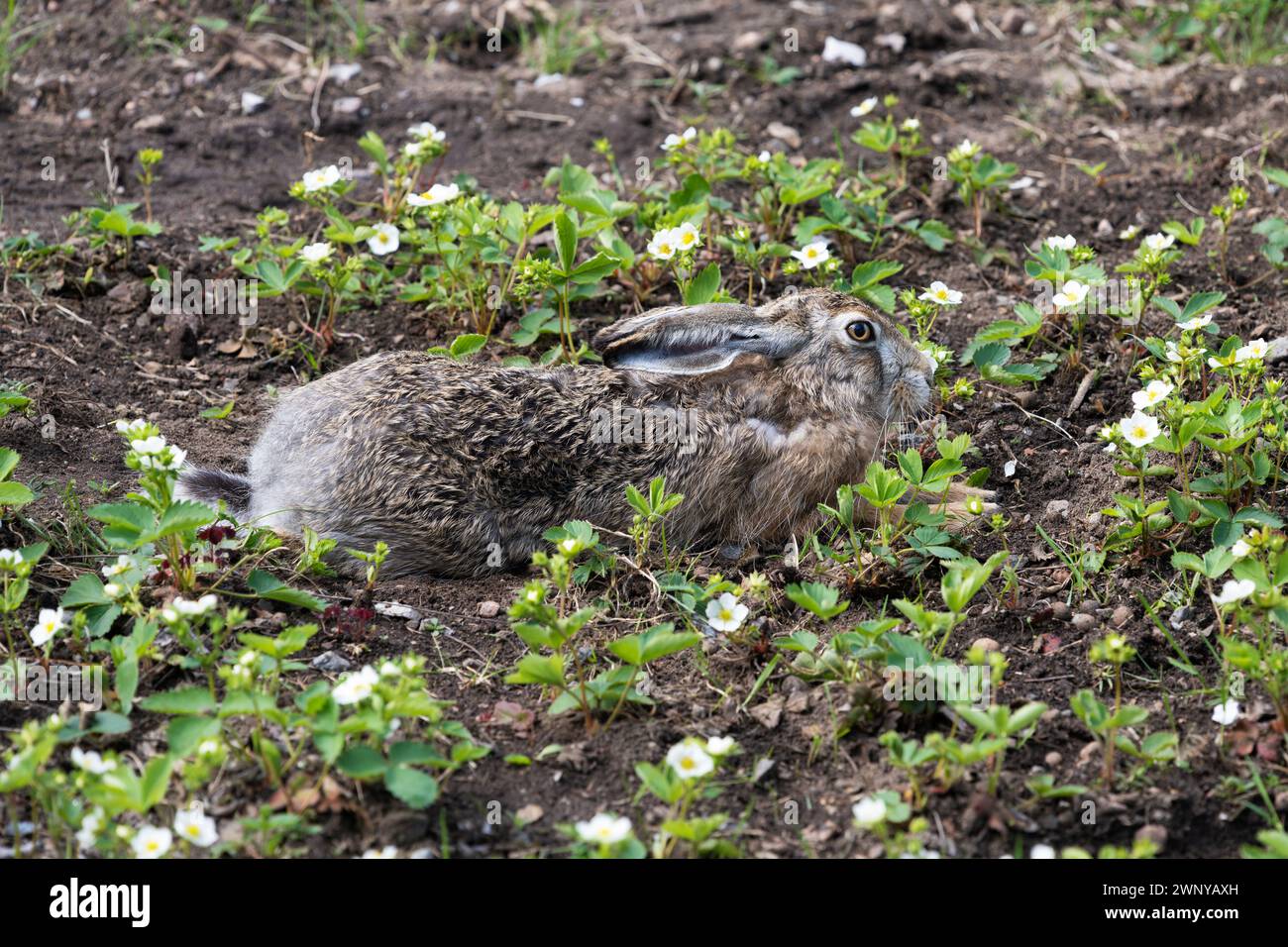 European hare resting among strawberry plants Stock Photo - Alamy
