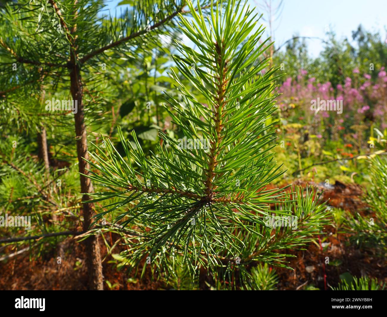 Young pine in Karelia. Reforestation and cultivation of pine from a ...