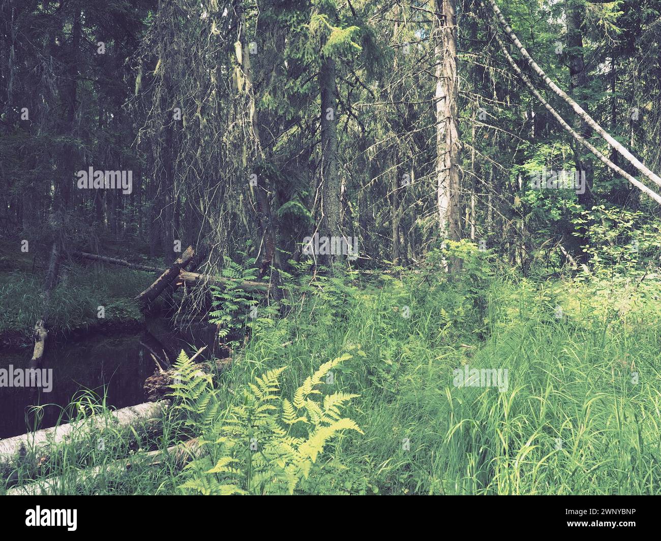 Taiga biome dominated by coniferous forests. Picea spruce, genus of ...