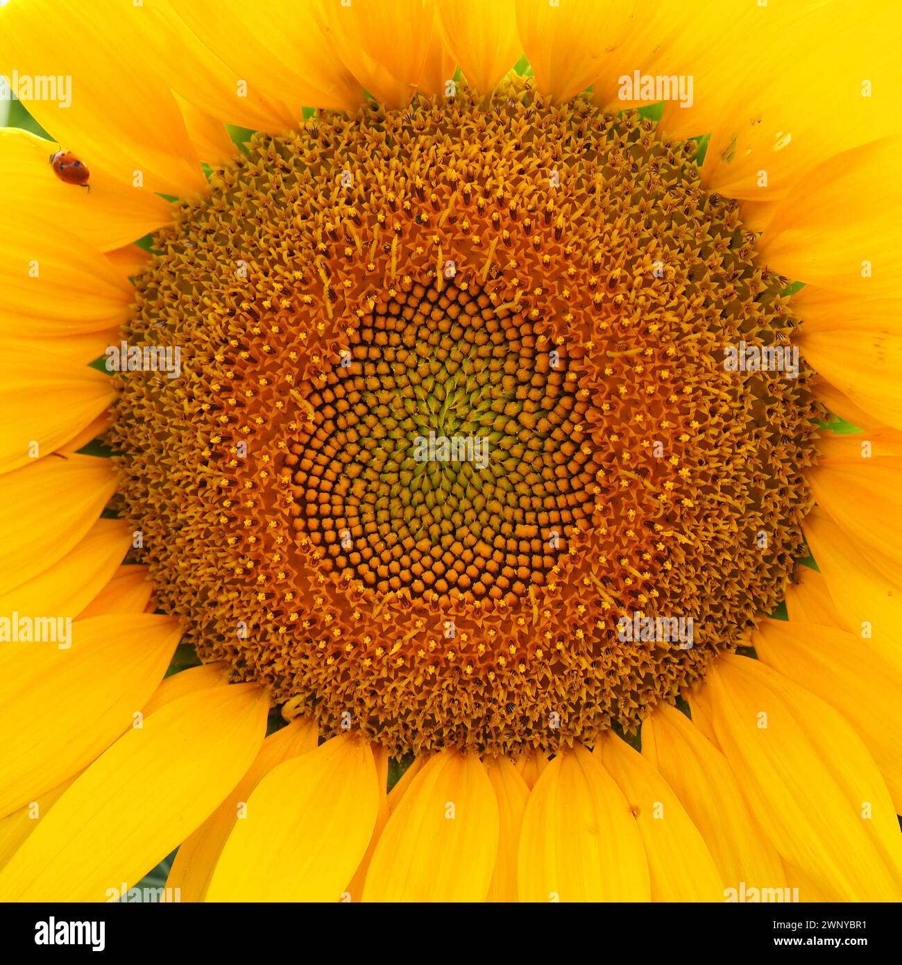 The Helianthus sunflower is a genus of plants in the Asteraceae family ...