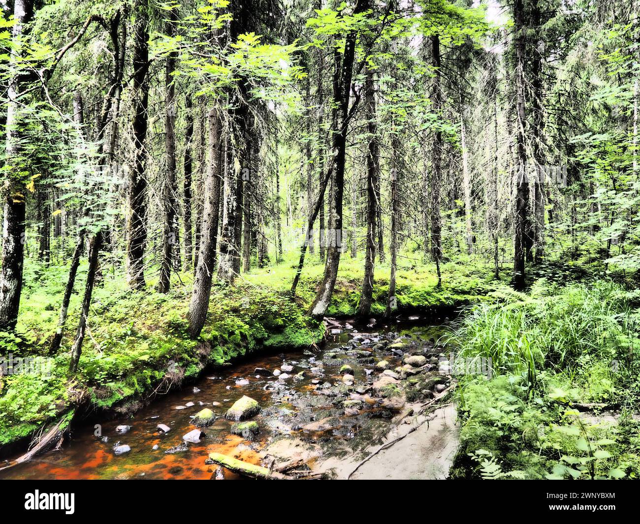 Taiga biome dominated by coniferous forests. Picea spruce, coniferous ...