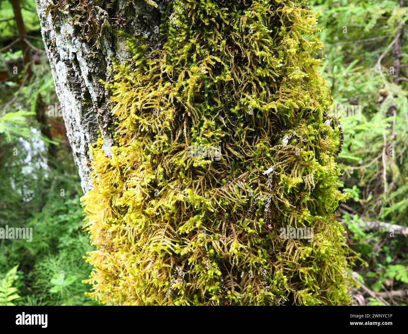 Moss and lichens on the bark of a tree in a spruce taiga forest ...