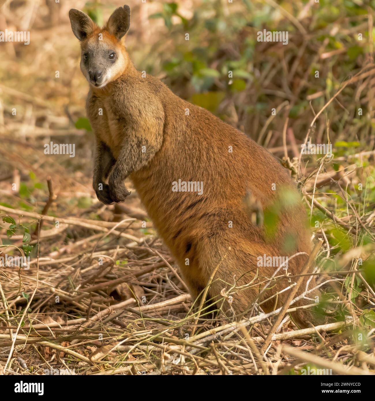 Native australian marsupial hi-res stock photography and images - Alamy