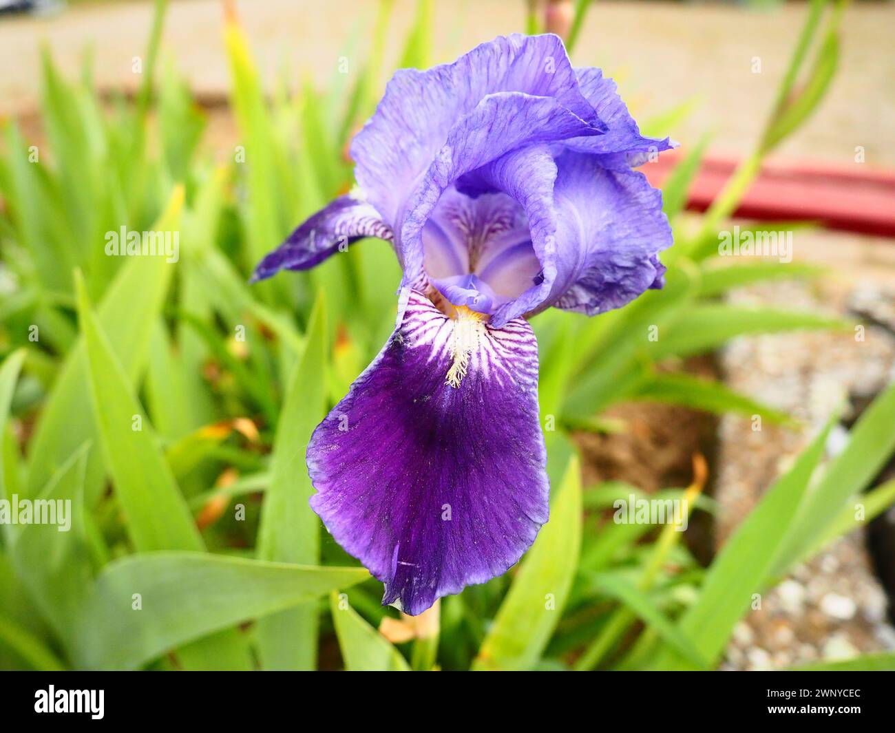 Inverted flower hi-res stock photography and images - Alamy