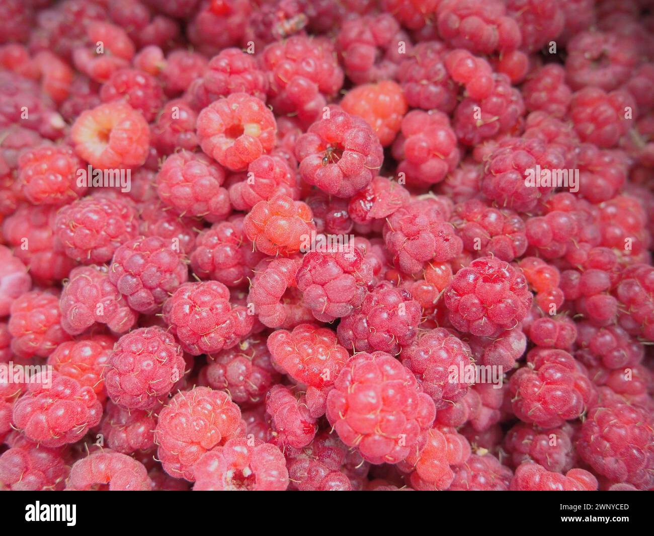 Raspberry background. Large, red, fresh, first-class berries of garden ...