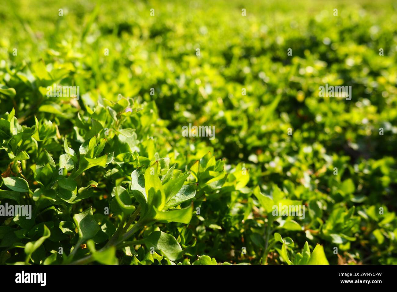 Stellaria media is a species of plant in the genus Stellaria of the ...