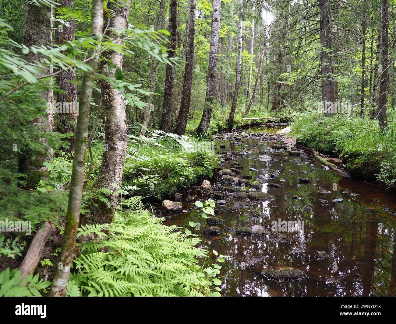 Taiga biome dominated by coniferous forests. Picea spruce, coniferous evergreen trees in the ...
