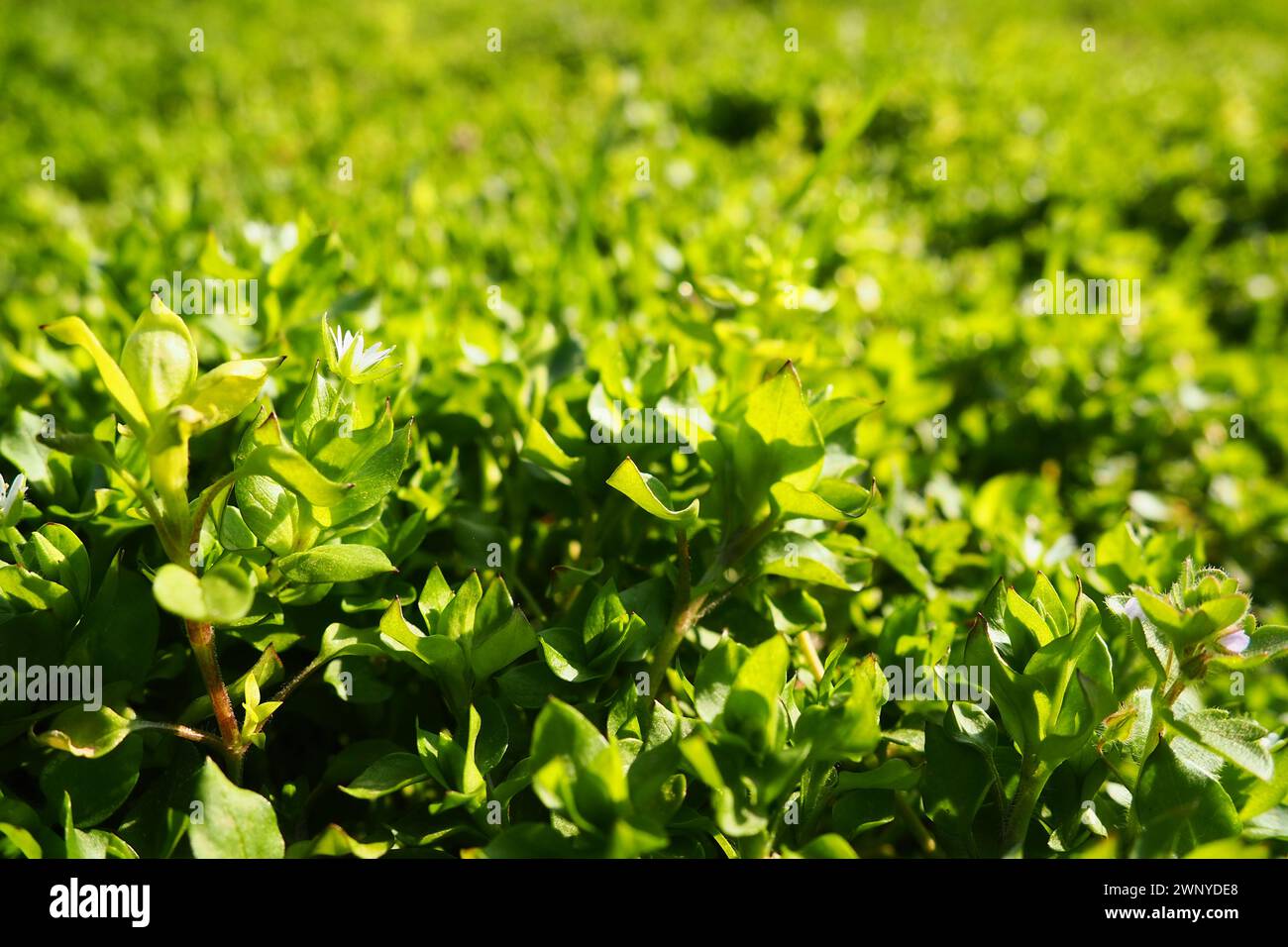 Stellaria media is a species of plant in the genus Stellaria of the ...