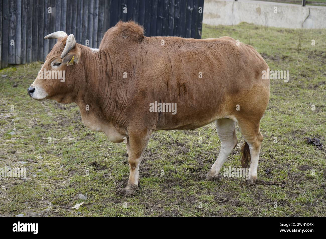 Nanyang cattle hi-res stock photography and images - Alamy