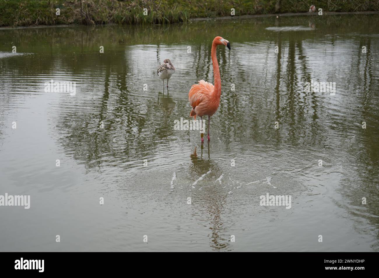 Pink coloured bird hi-res stock photography and images - Alamy