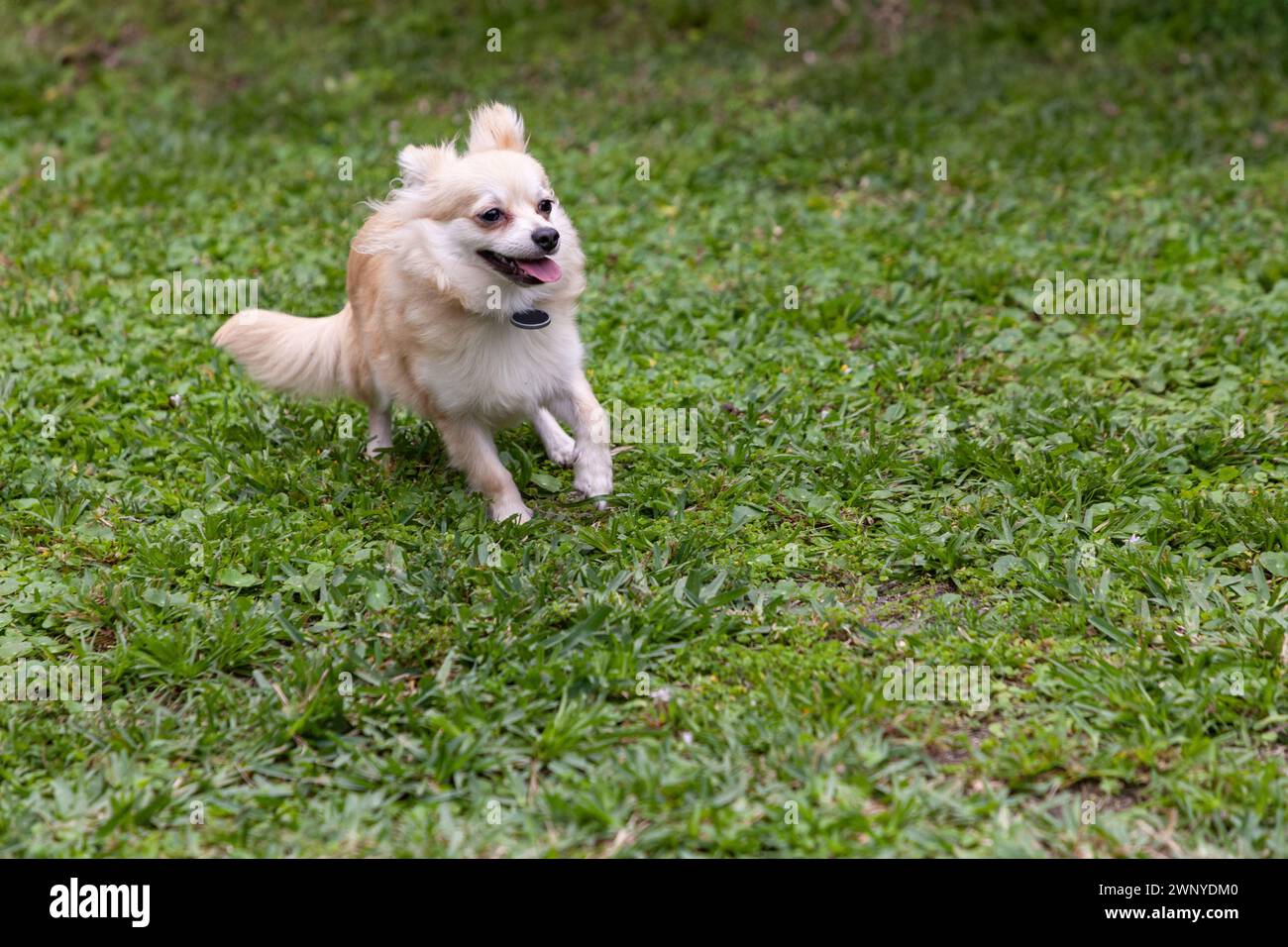 Running Pomeranian Chihuahua mix playing in a green yard in Florida ...