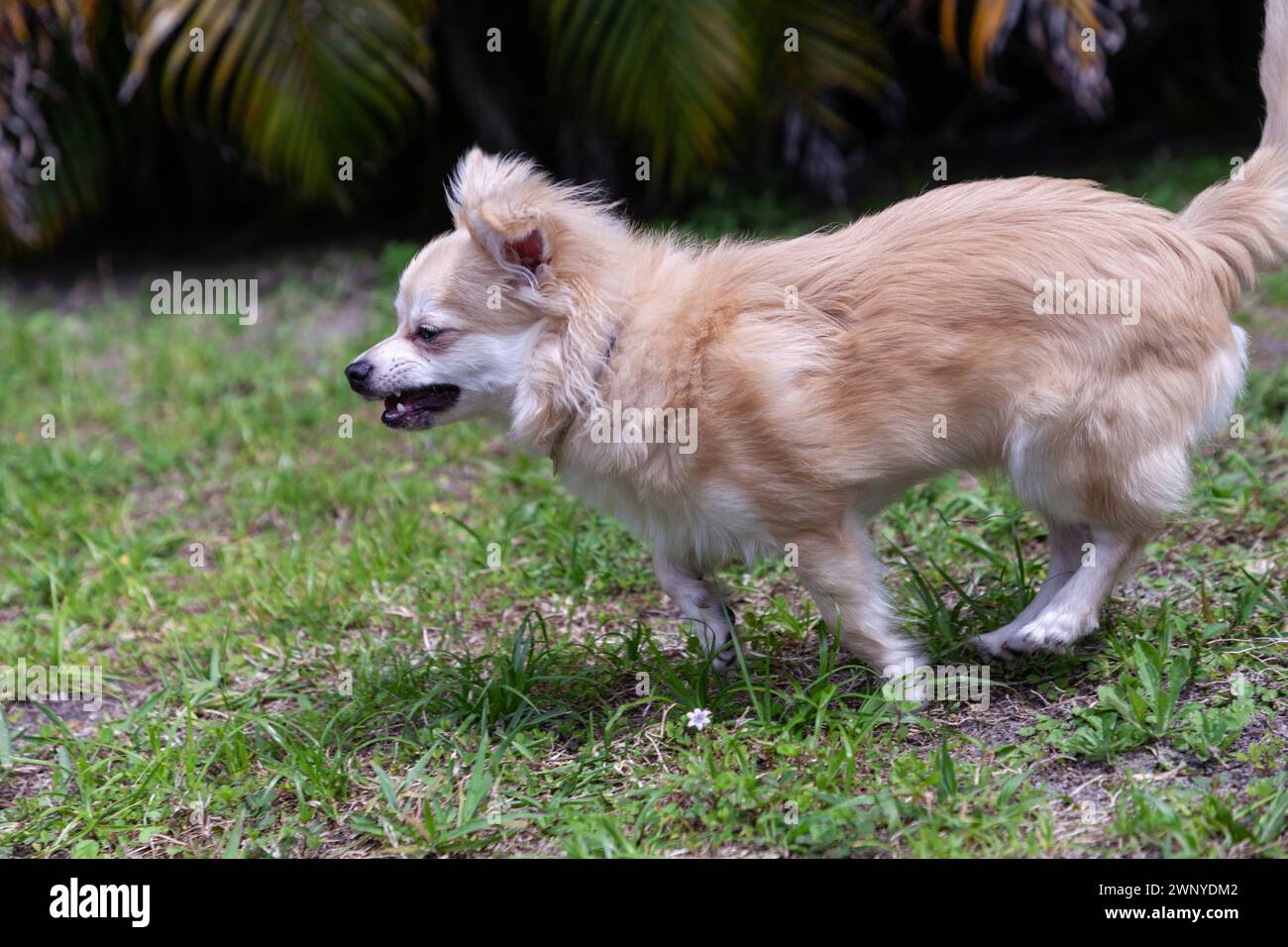 Running Pomeranian Chihuahua mix playing in a green yard in Florida ...