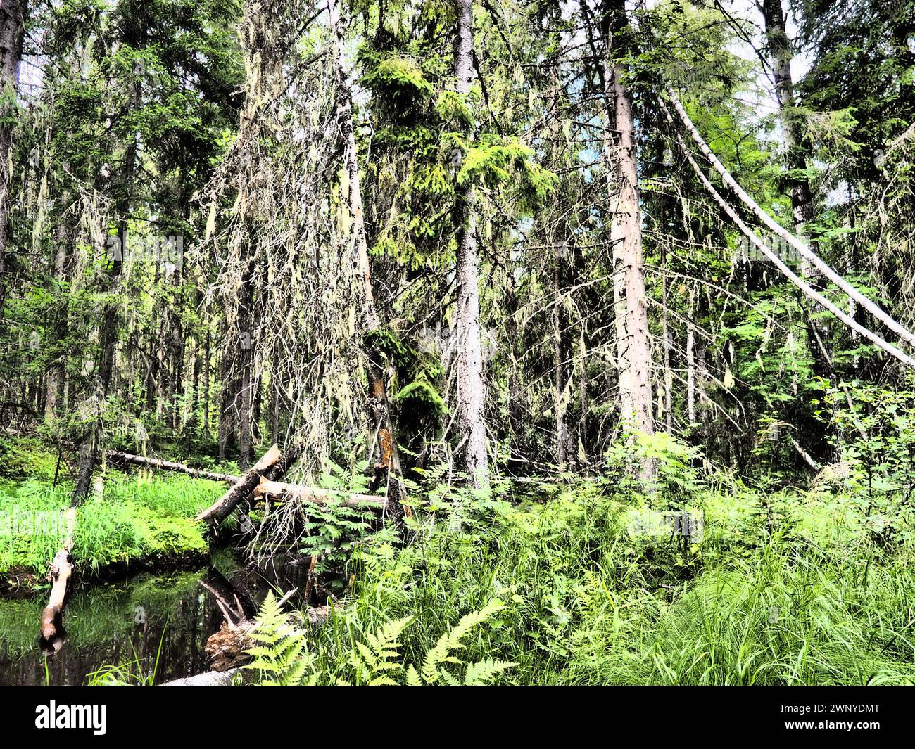 Taiga biome dominated by coniferous forests. Picea spruce, genus of ...