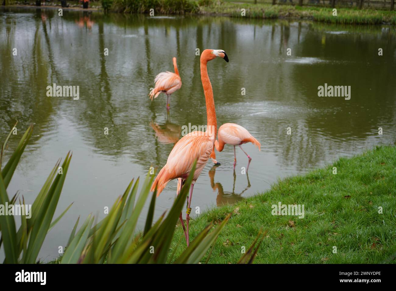 A flamingo is a pink coloured bird that survives on an omnivore diet ...