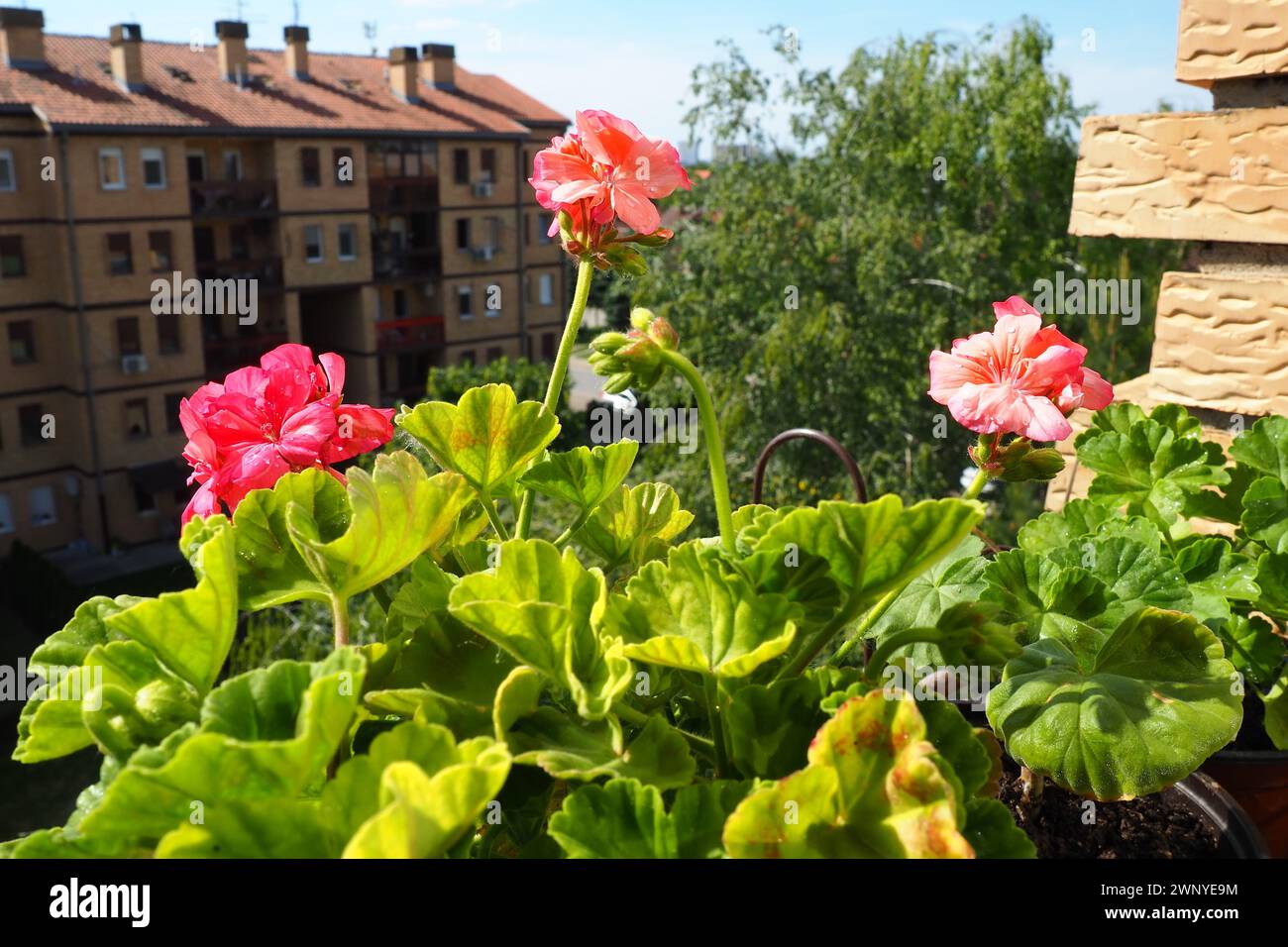 pink zonal geraniums on the windowsill. Pelargonium peltatum is a ...