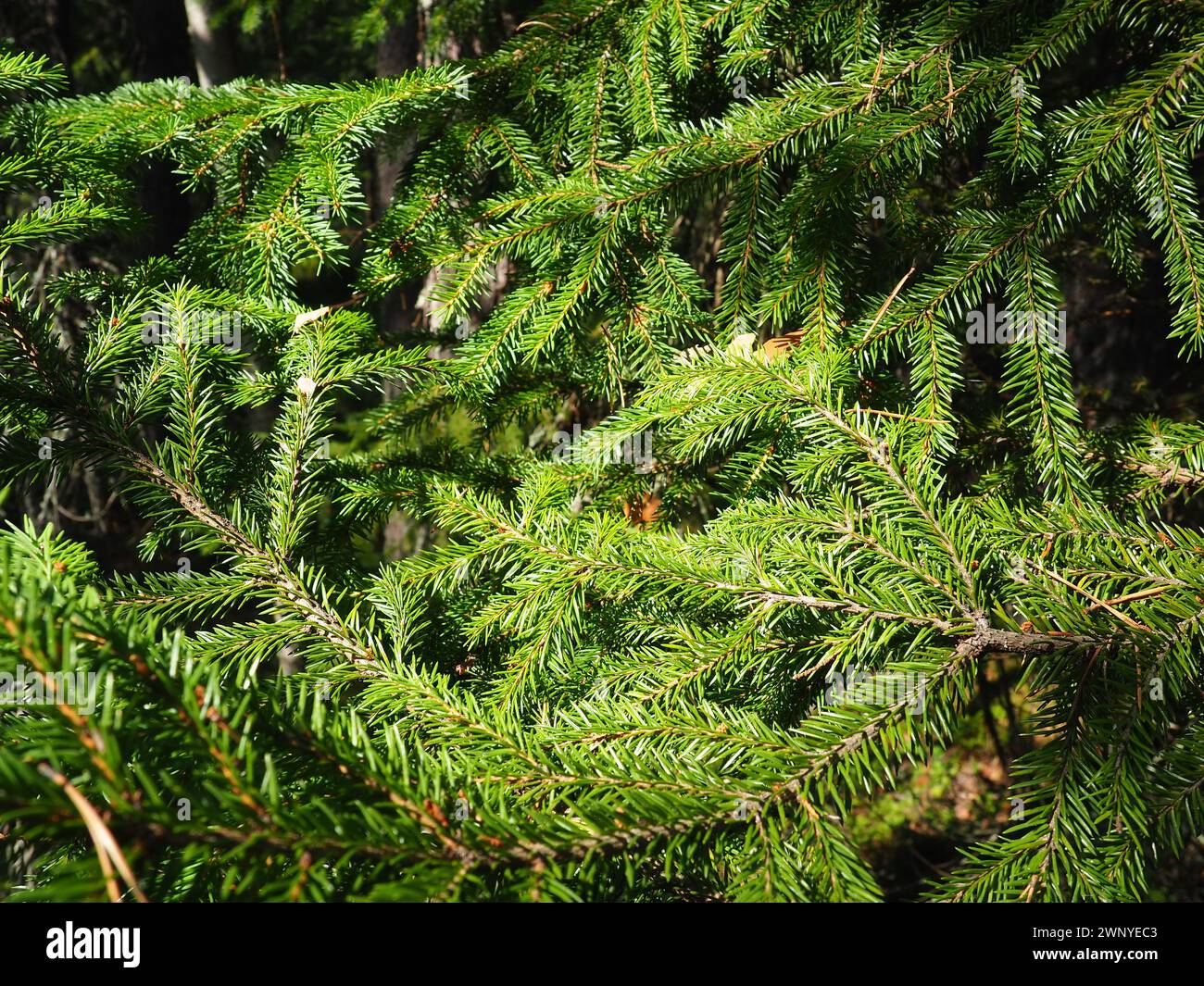 Pine whorl hi-res stock photography and images - Alamy
