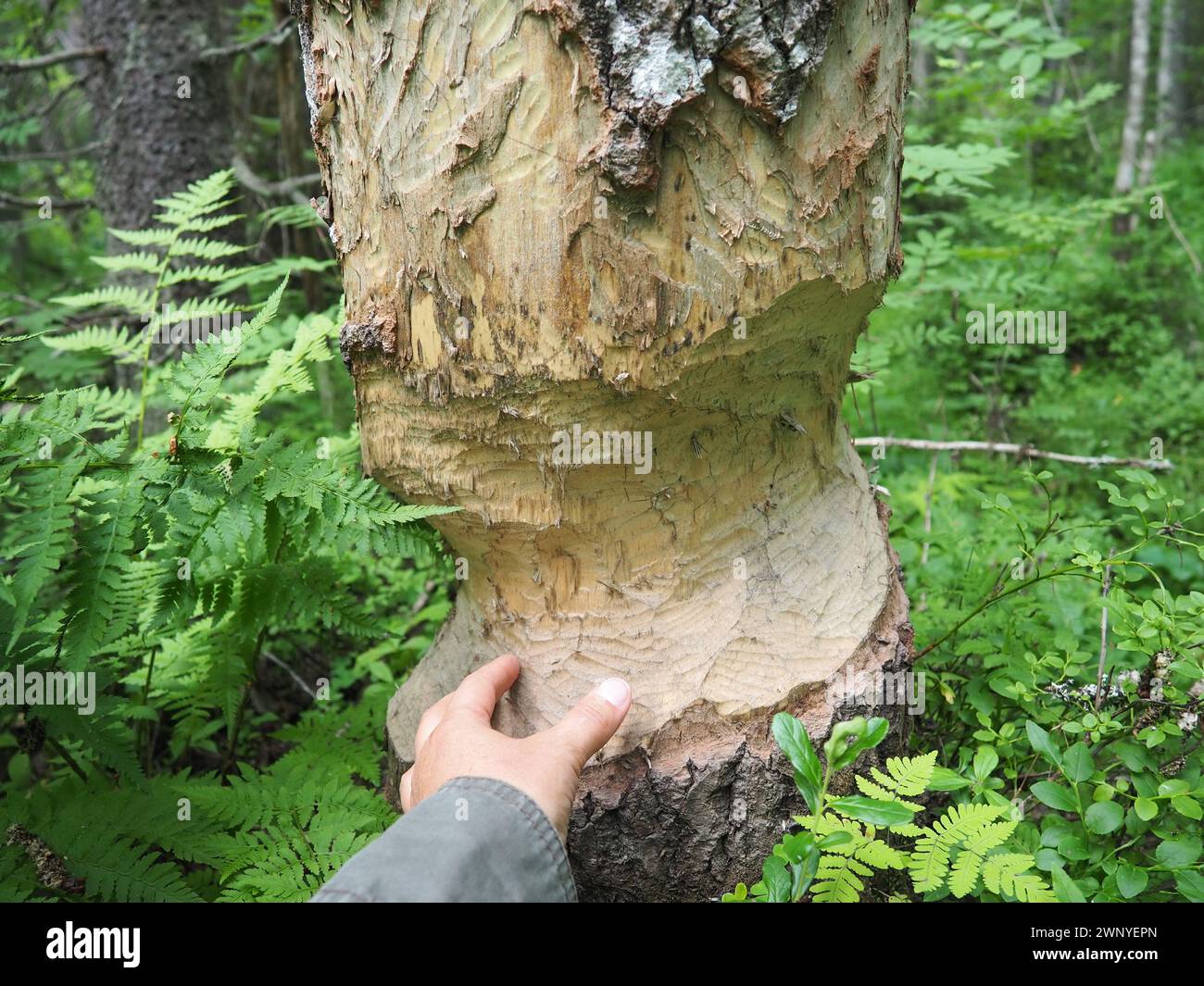 A tree gnawed by a beaver. Damaged bark and wood. The work of a beaver ...