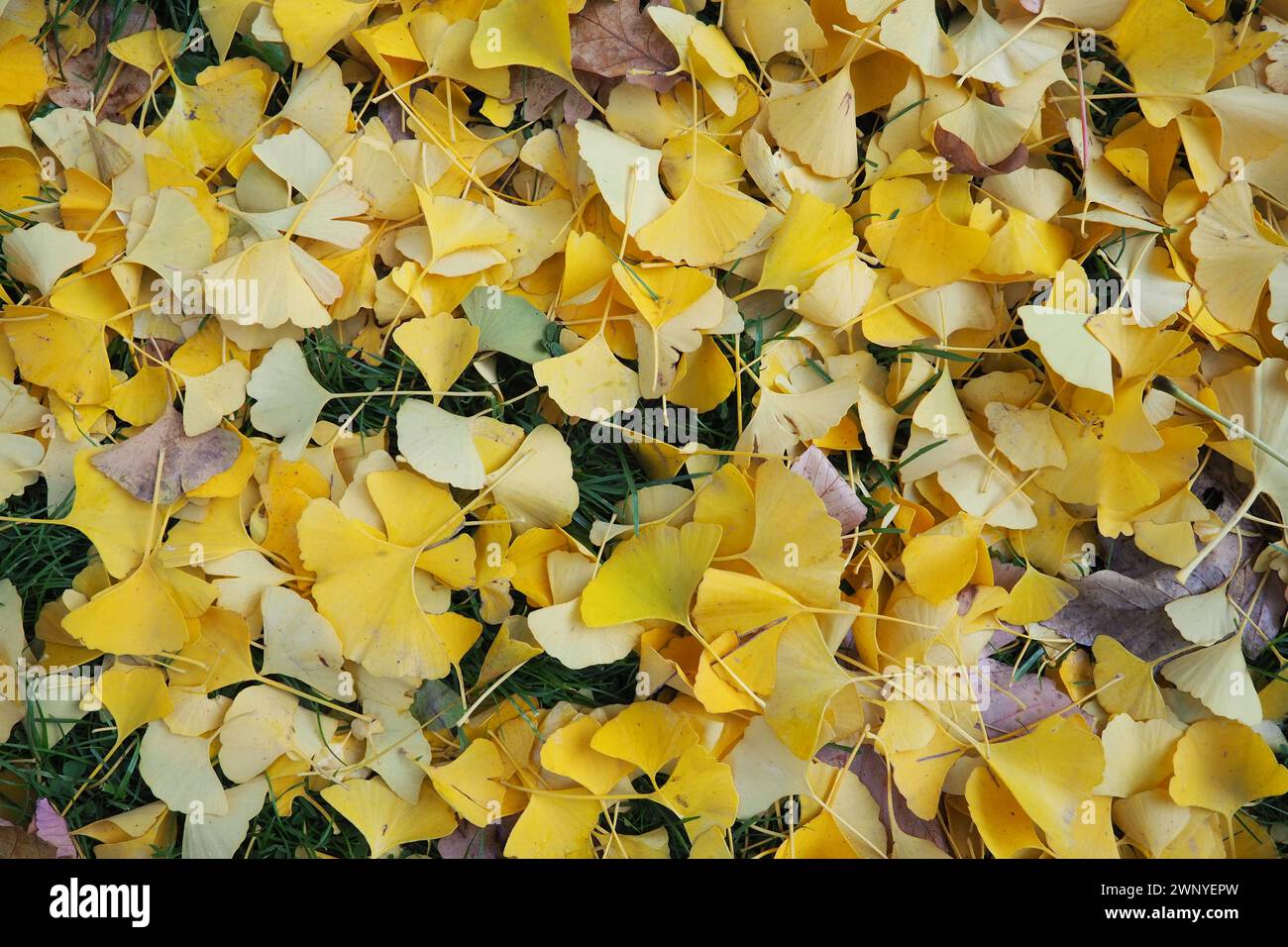 Biloba leaves of ginkgo biloba lying on the ground. Yellow foliage ...