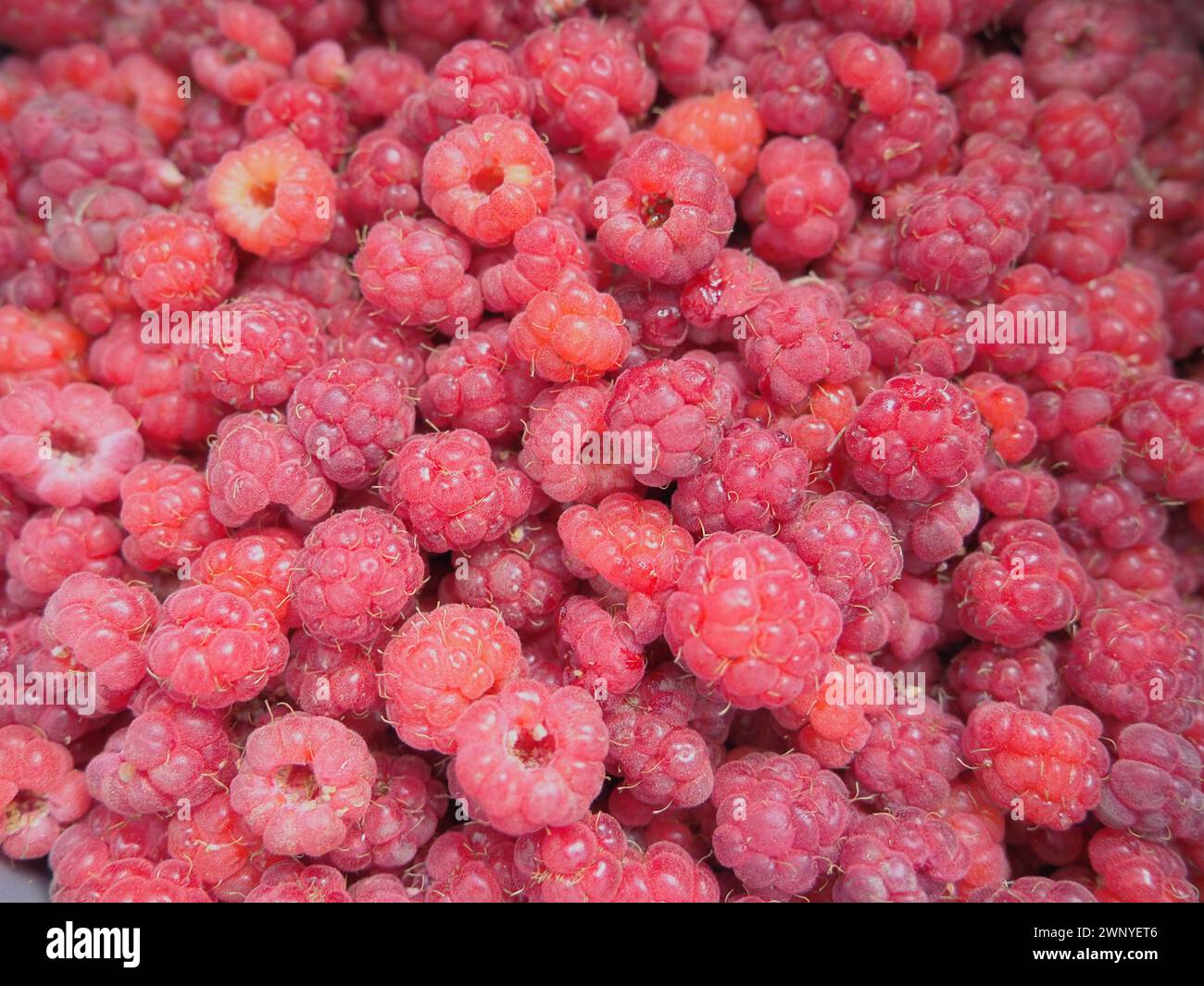 Raspberry background. Large, red, fresh, first-class berries of garden ...