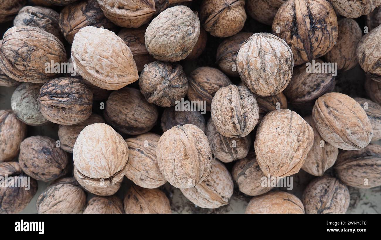 Lots of walnuts close up. Unpeeled walnuts with shells. A bunch of nuts ...
