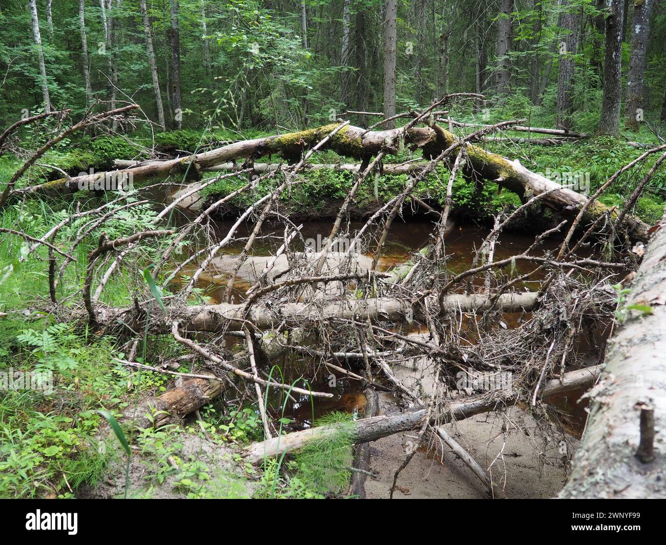 Taiga biome dominated by coniferous forests. Picea spruce, coniferous ...