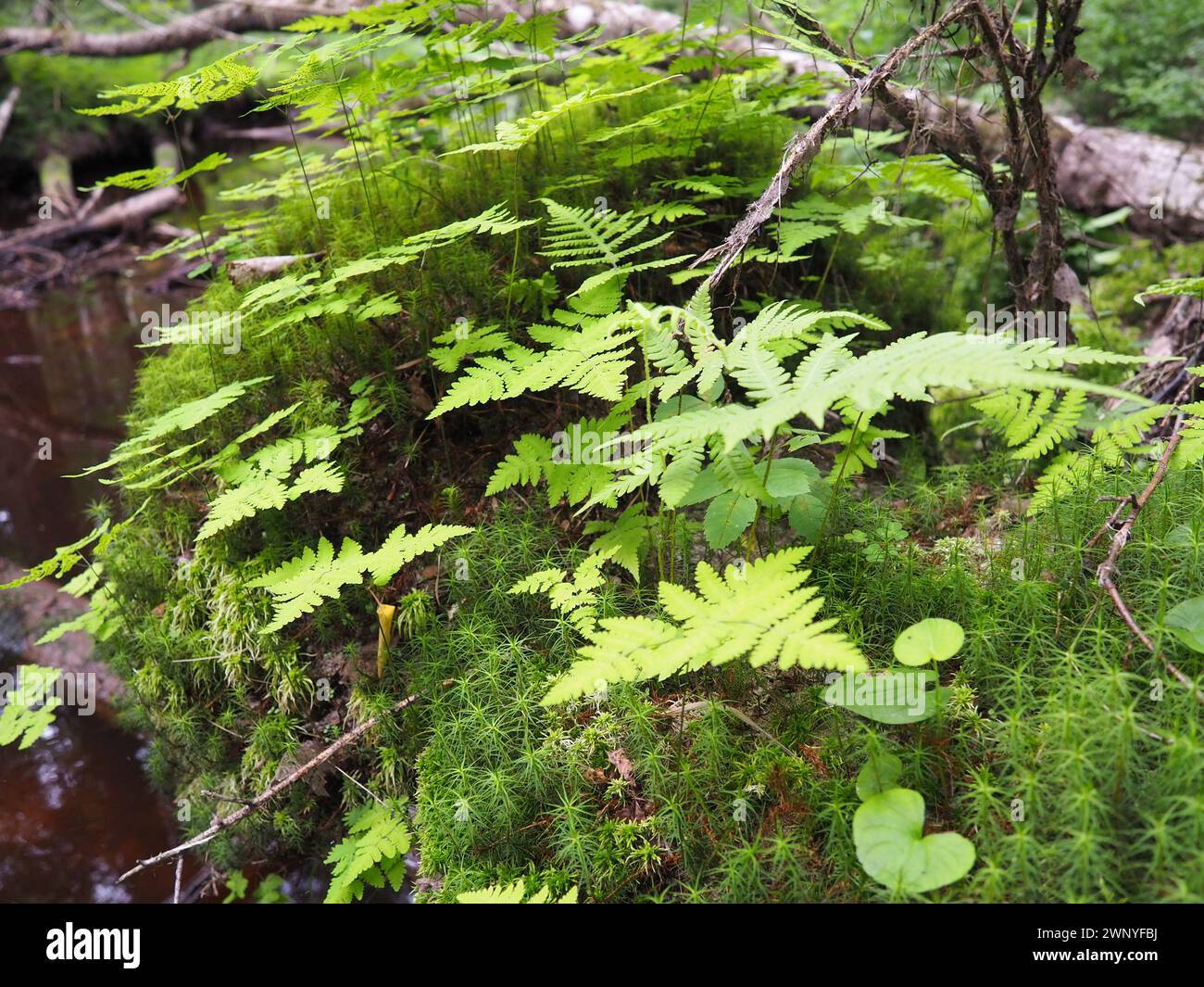 Fern plant in the forest. Beautiful graceful green leaves ...