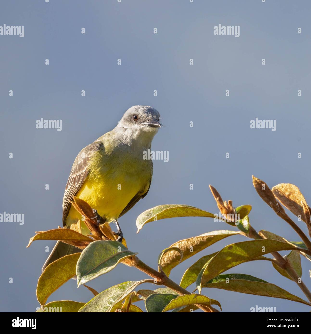 Tropical Kingbird on a leafy shrub Stock Photo - Alamy