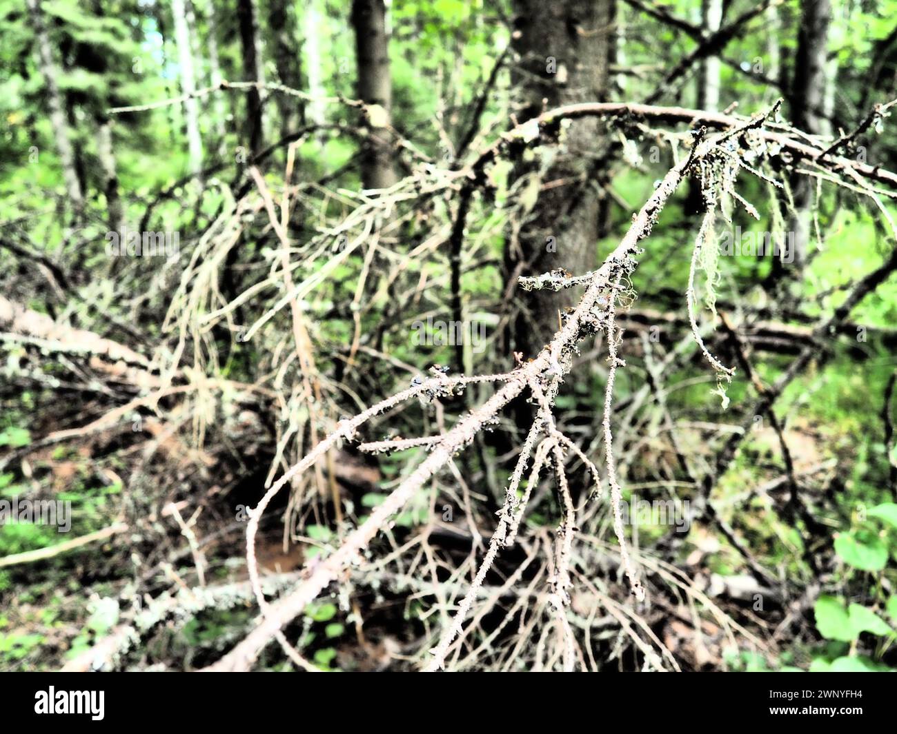 Taiga biome dominated by coniferous forests. Picea spruce, genus of ...