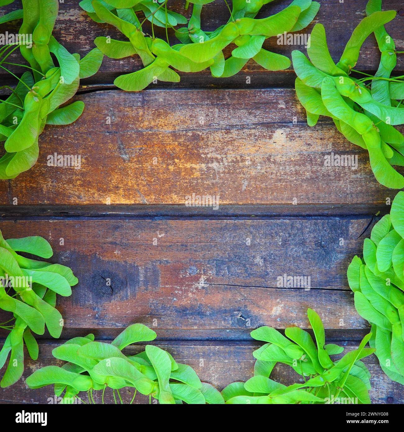 Green maple seeds along the edges of a wooden background made of ...