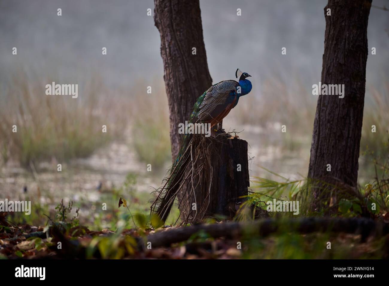 Peafowl peacock national bird hi-res stock photography and images - Alamy