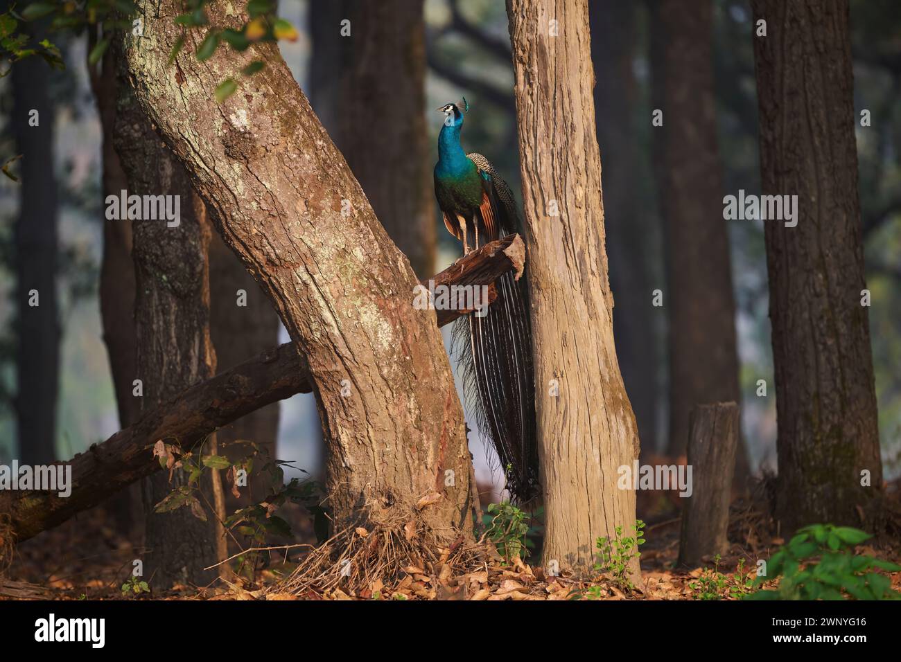 India kanha national park peacock hi-res stock photography and images ...