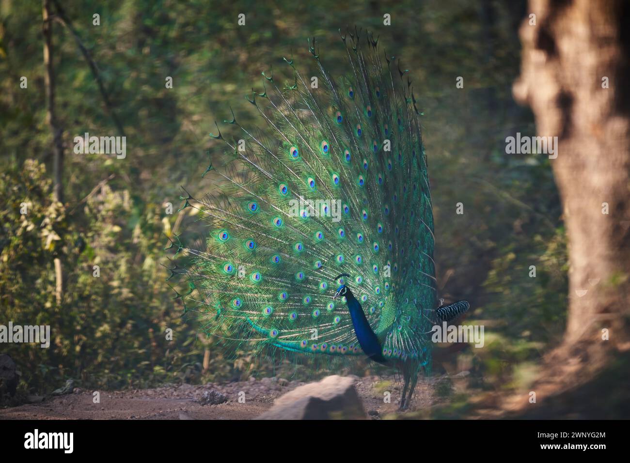 India kanha national park peacock hi-res stock photography and images ...