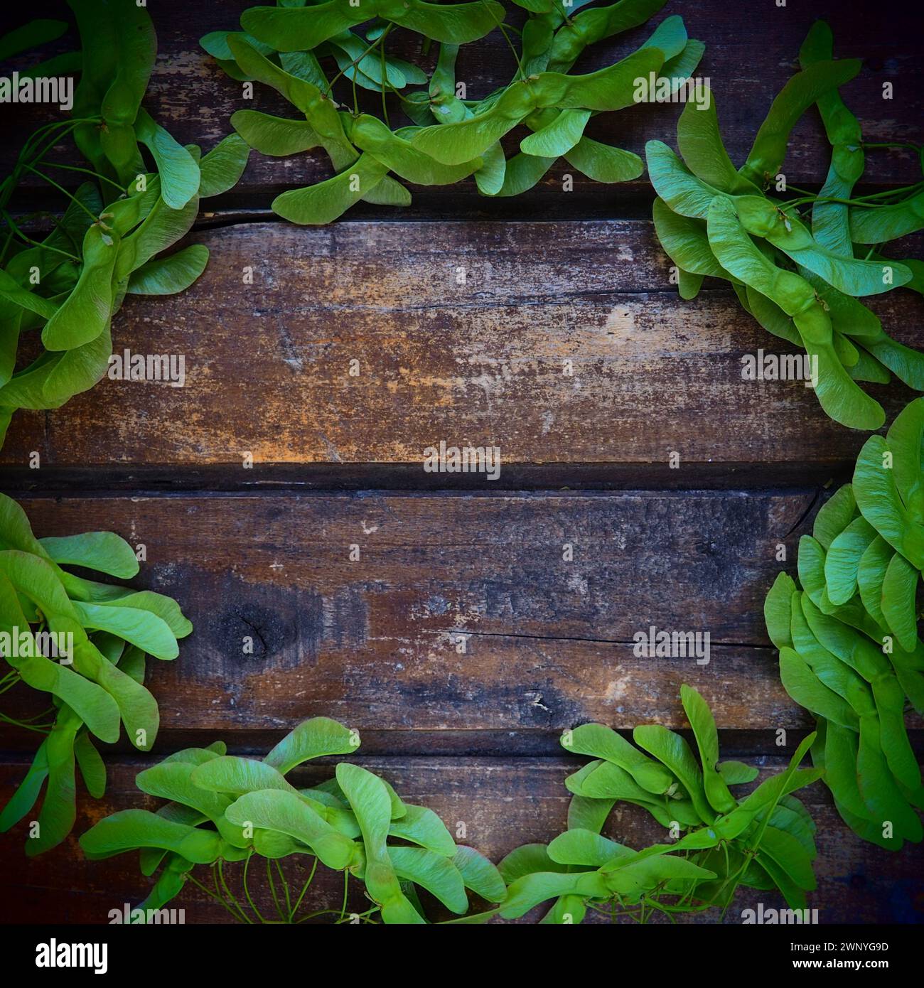 Green maple seeds along the edges of a wooden background made of ...