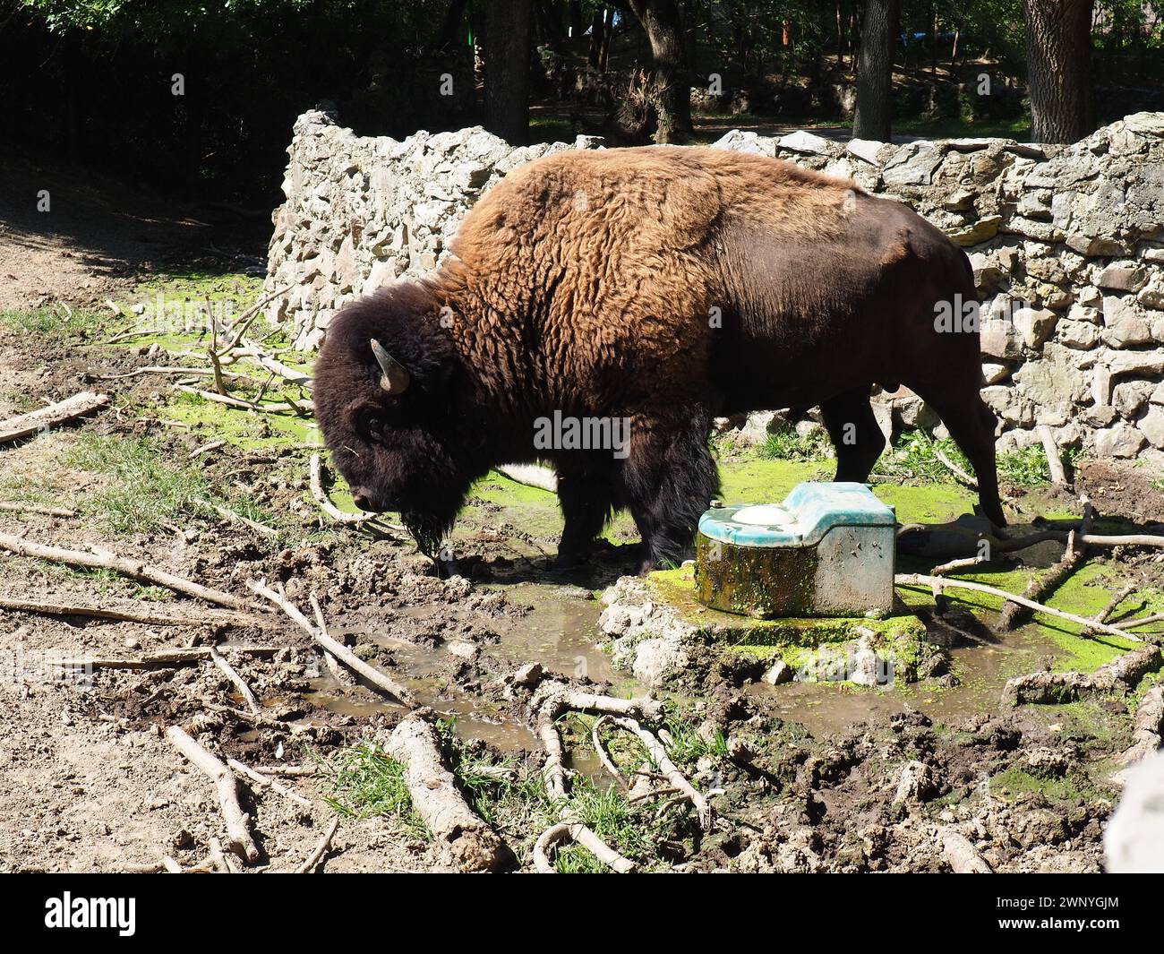Bison, or American bison, is a species of cloven-hoofed mammals from ...
