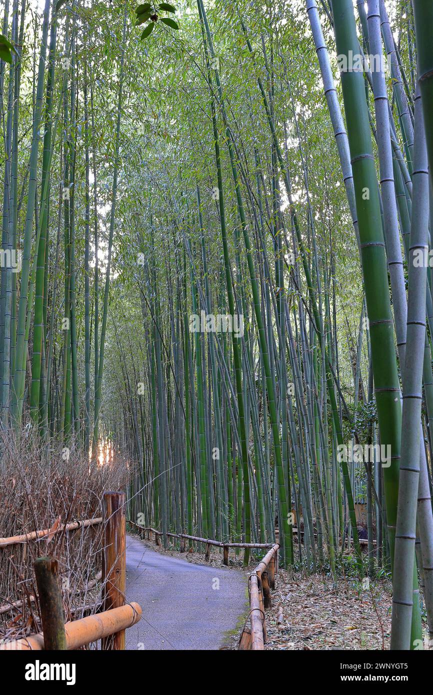 Arashiyama Bamboo Forest, a popular path with forest of bamboo at ...