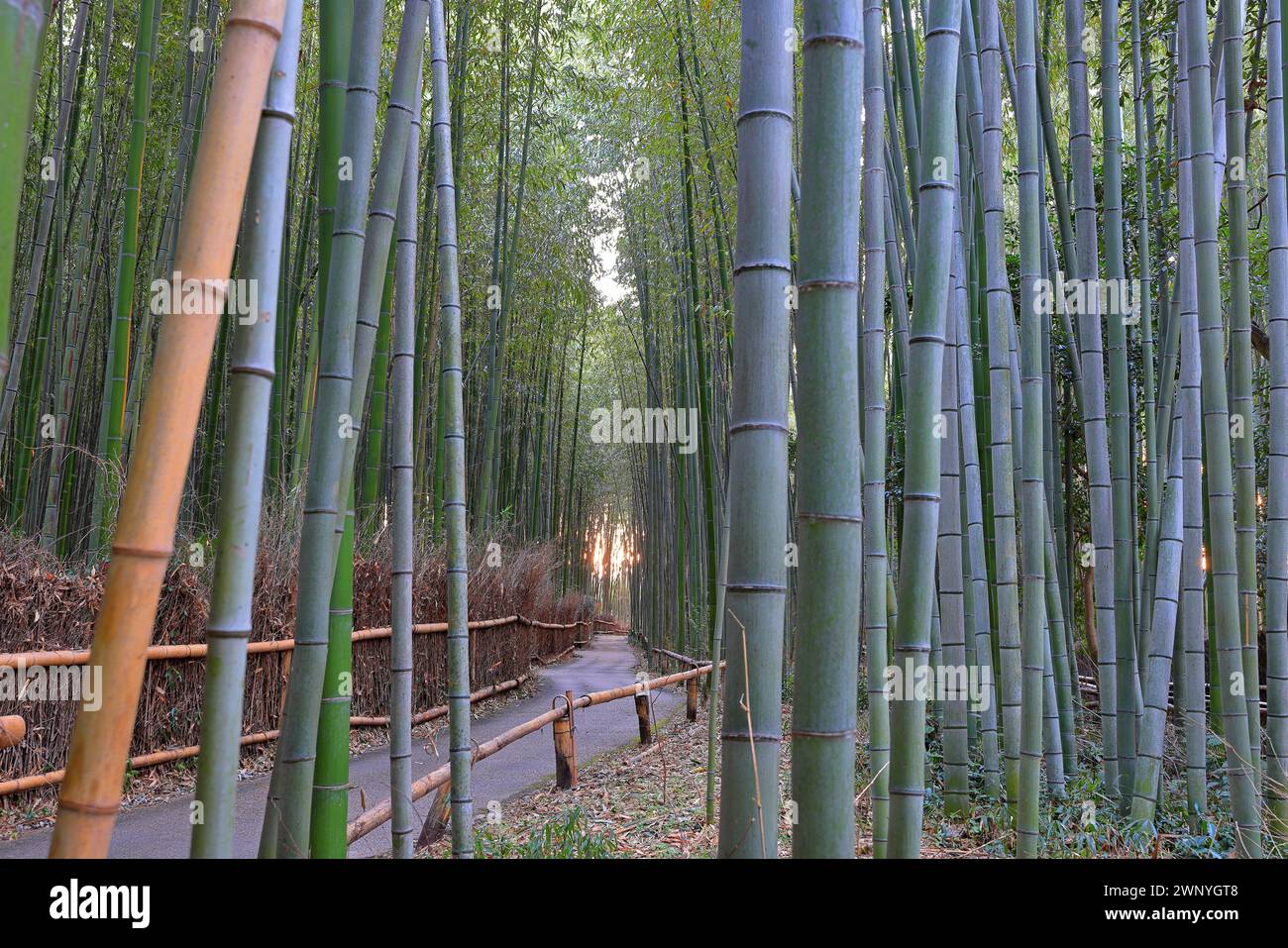 Arashiyama Bamboo Forest, a popular path with forest of bamboo at ...