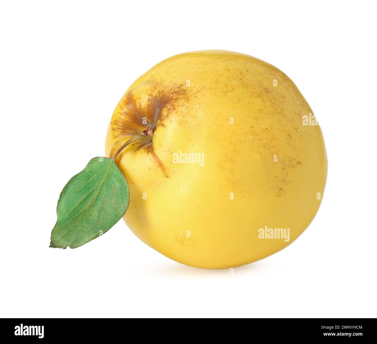 Fresh ripe quince fruit with leaf isolated on white Stock Photo - Alamy