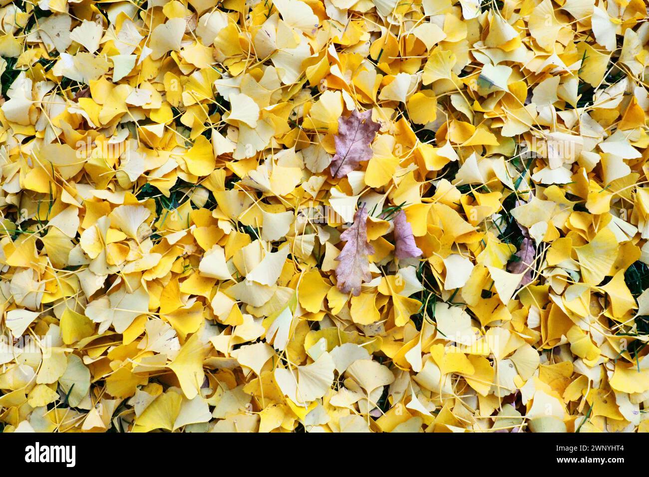 Biloba leaves of ginkgo biloba lying on the ground. Yellow foliage ...