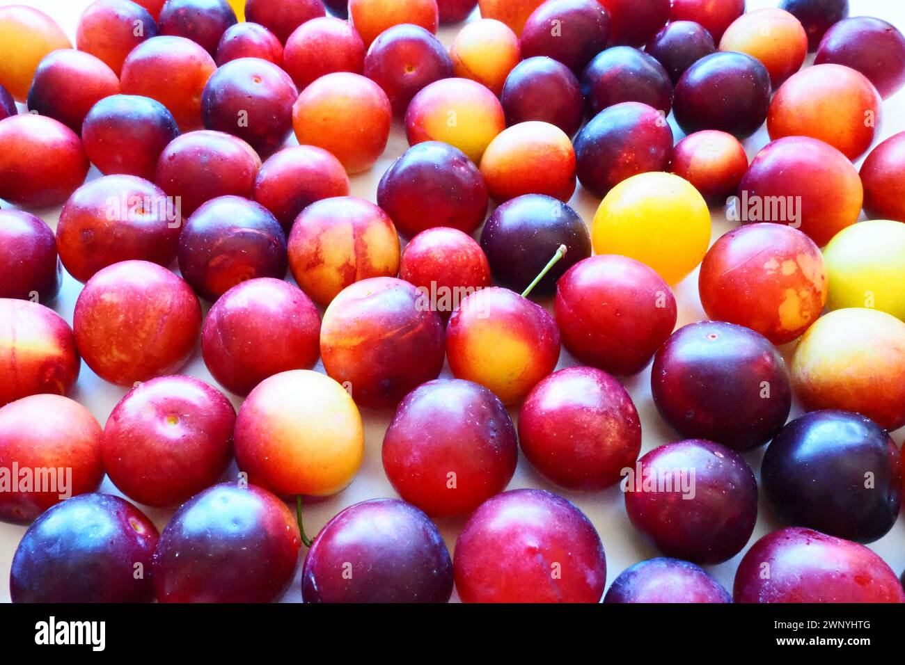 Prunus cerasifera ehrh hi-res stock photography and images - Alamy
