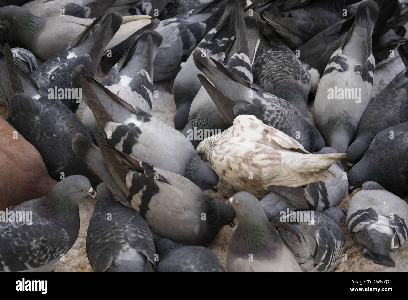 Flock of doves hi-res stock photography and images - Alamy