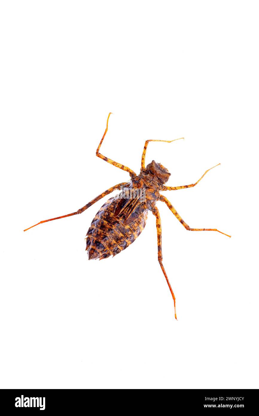 Dragonfly larvae, and on a white background Stock Photo - Alamy
