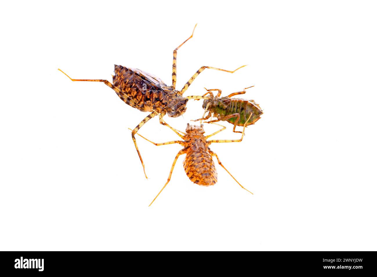 Larvae skin Cut Out Stock Images & Pictures - Alamy