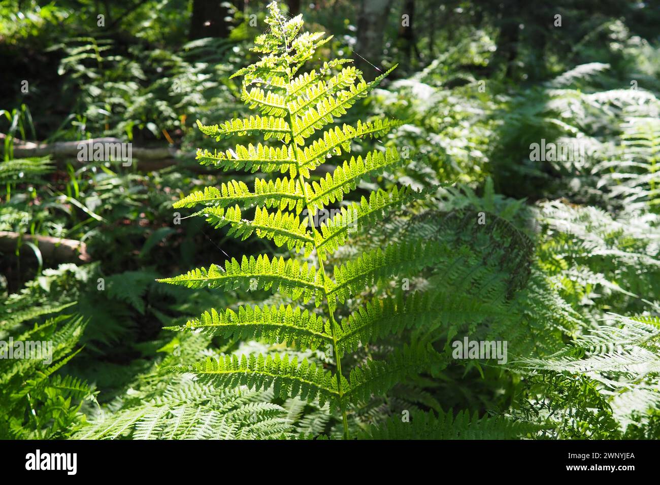 Fern plant in the forest. Beautiful graceful green leaves ...