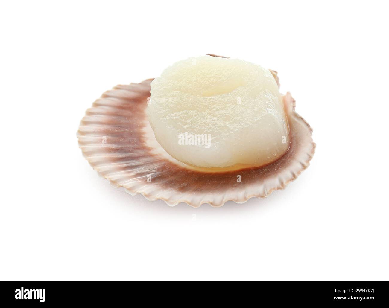 Fresh raw scallop in shell isolated on white Stock Photo - Alamy