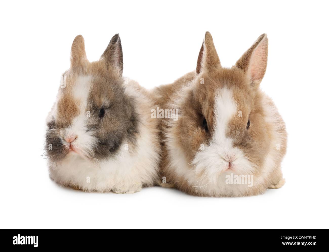Cute fluffy pet rabbits isolated on white Stock Photo - Alamy