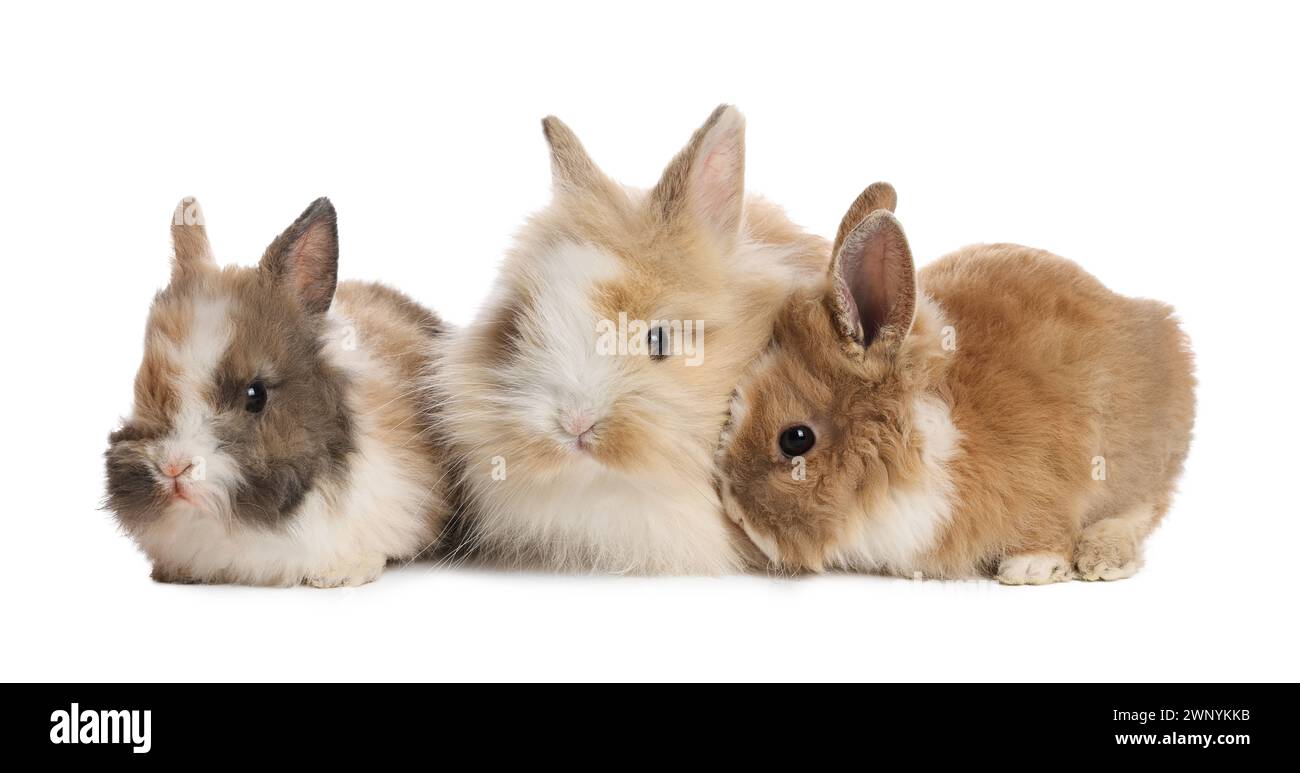 Cute fluffy pet rabbits isolated on white Stock Photo - Alamy