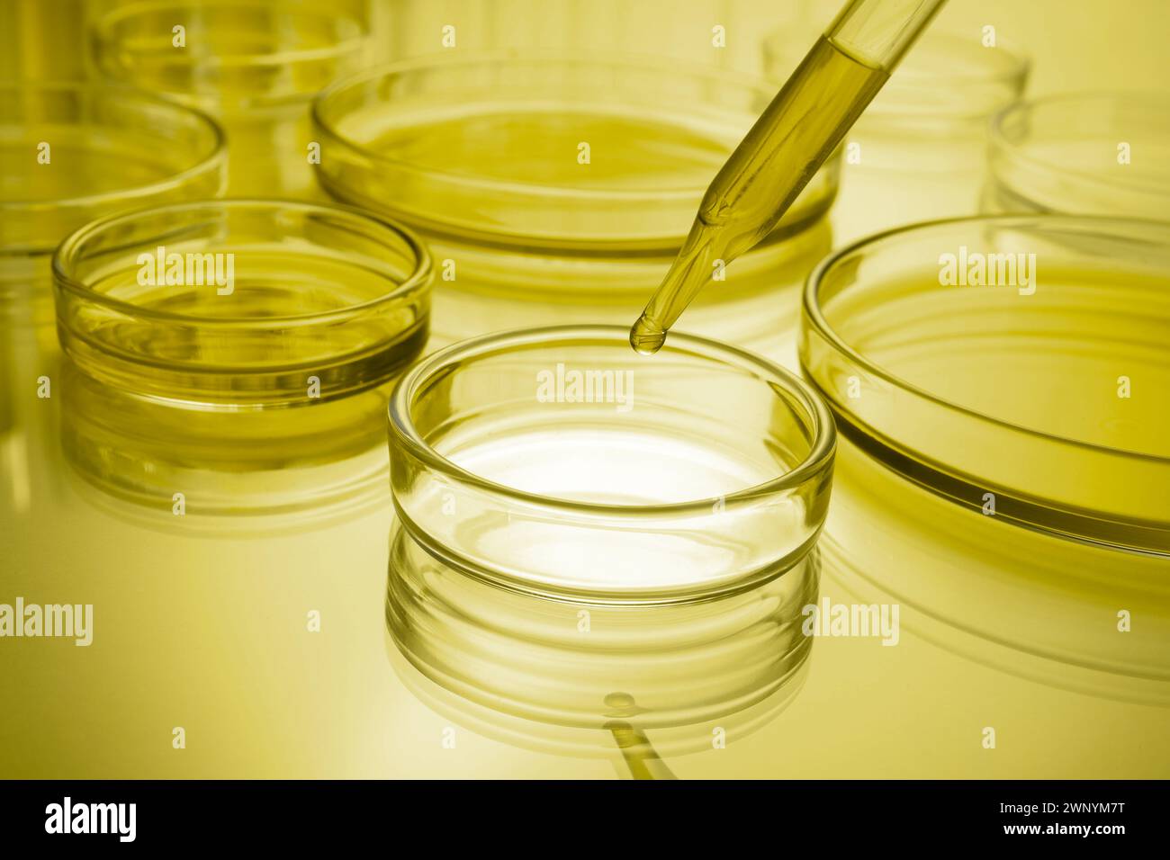 Dropping reagent into Petri dish with liquid on table, toned in yellow ...